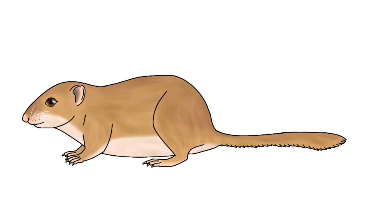 Hazel Dormouse render - ibisPaint