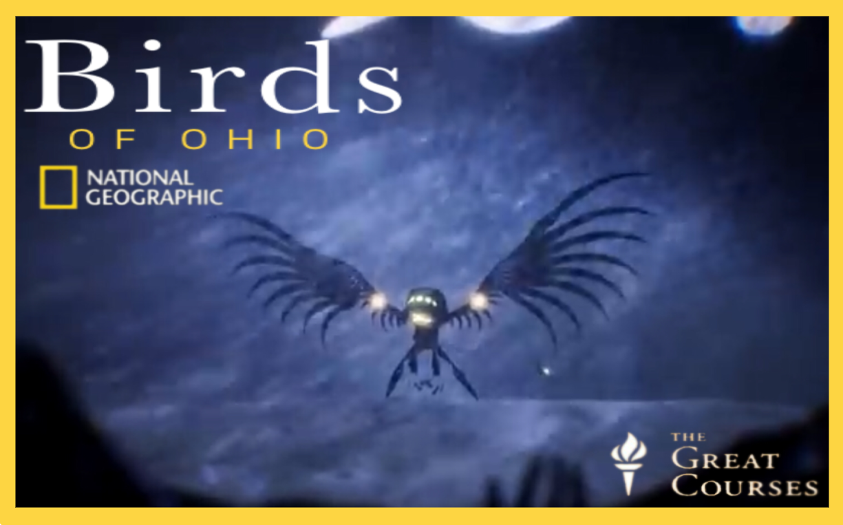 Birds of Ohio - ibisPaint