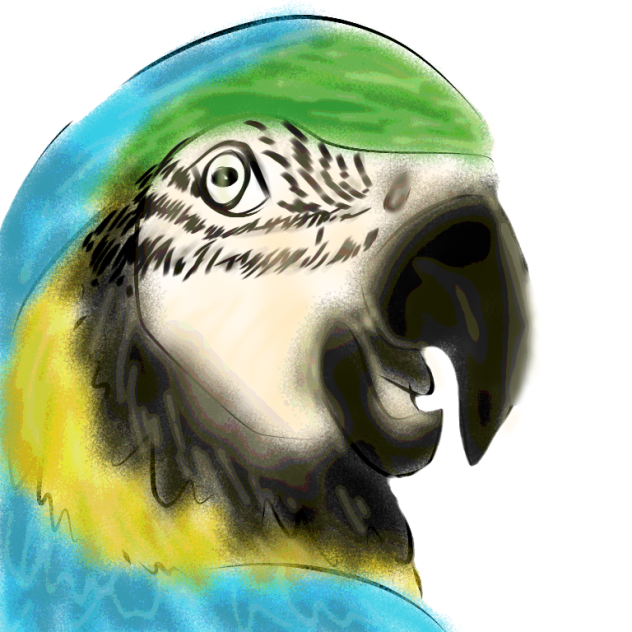 macaw - ibisPaint