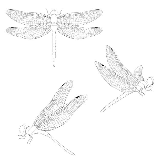 dragonfly - ibisPaint