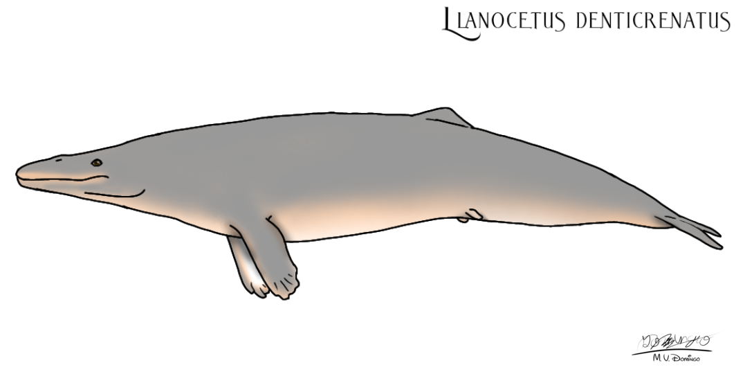 Llanocetus denticrenatus - ibisPaint