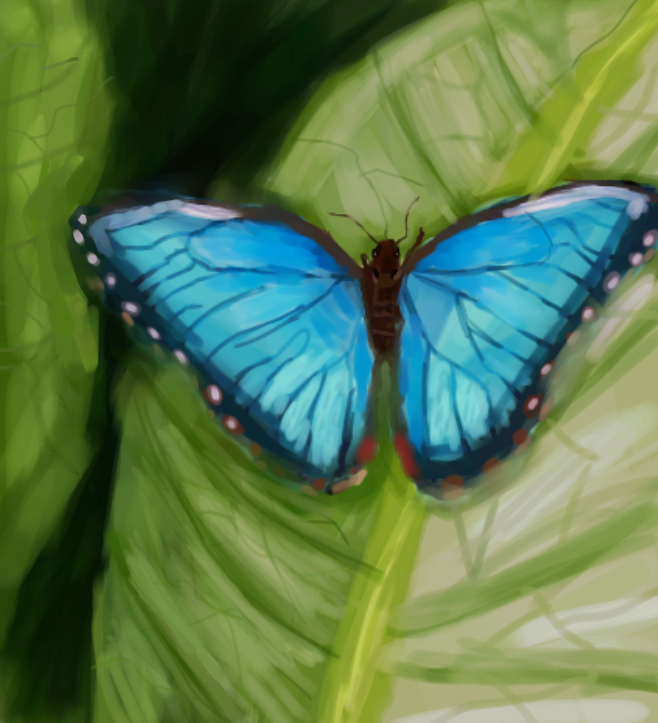 Blue Morpho - ibisPaint
