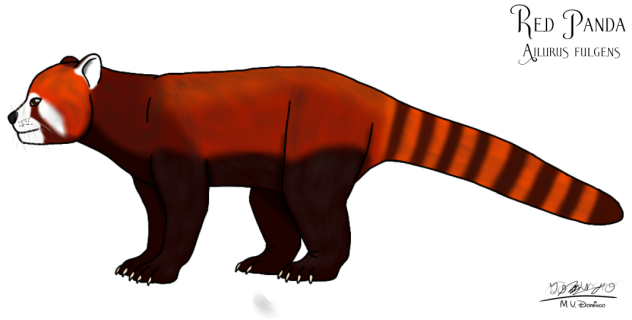 Red Panda - ibisPaint
