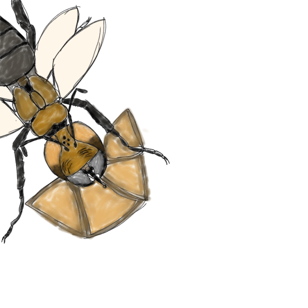 Wasp - ibisPaint