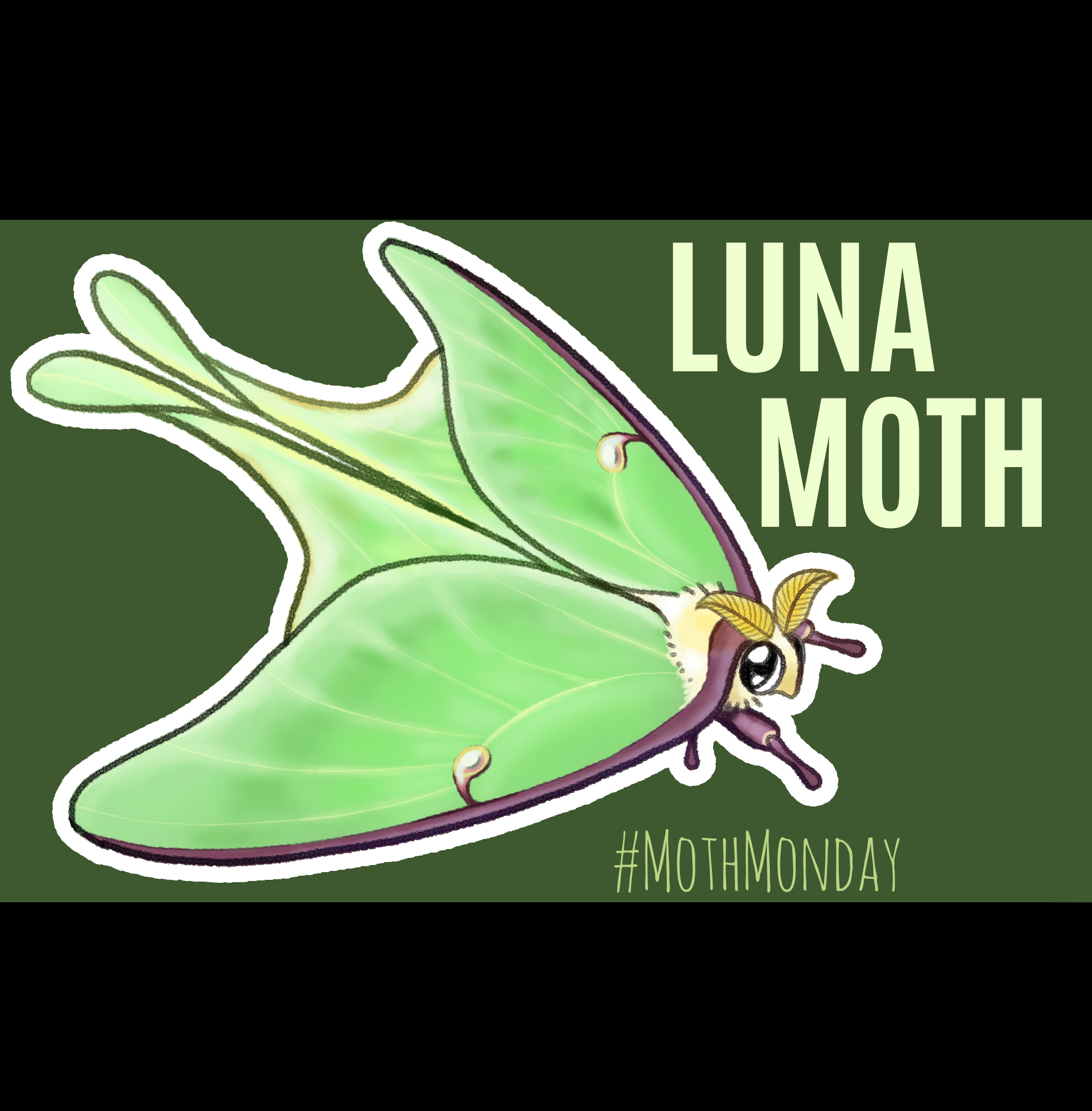 Moth Monday #15 - ibisPaint