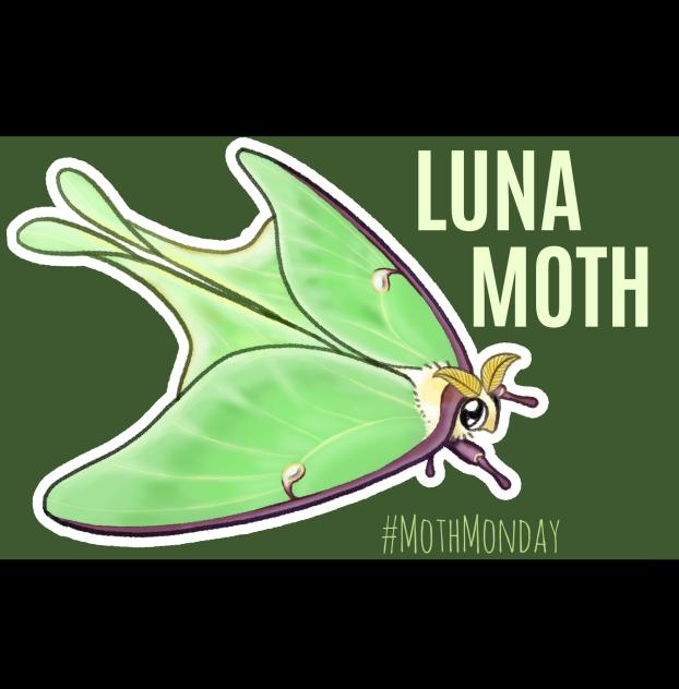 Moth Monday #15 - ibisPaint