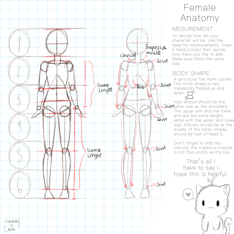 Female Anatomy - ibisPaint