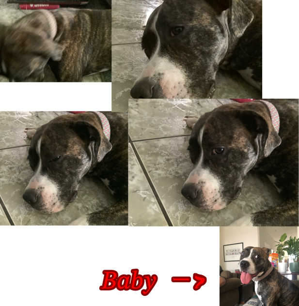 My baby Mabel - ibisPaint