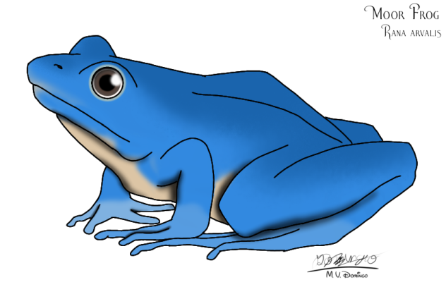Moor Frog blue - ibisPaint