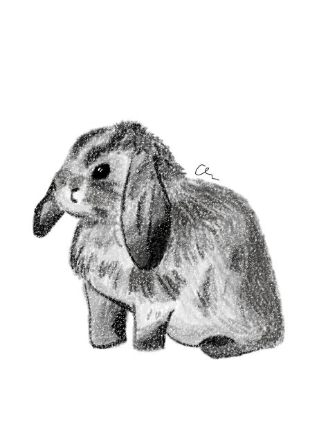 Bunniii - ibisPaint