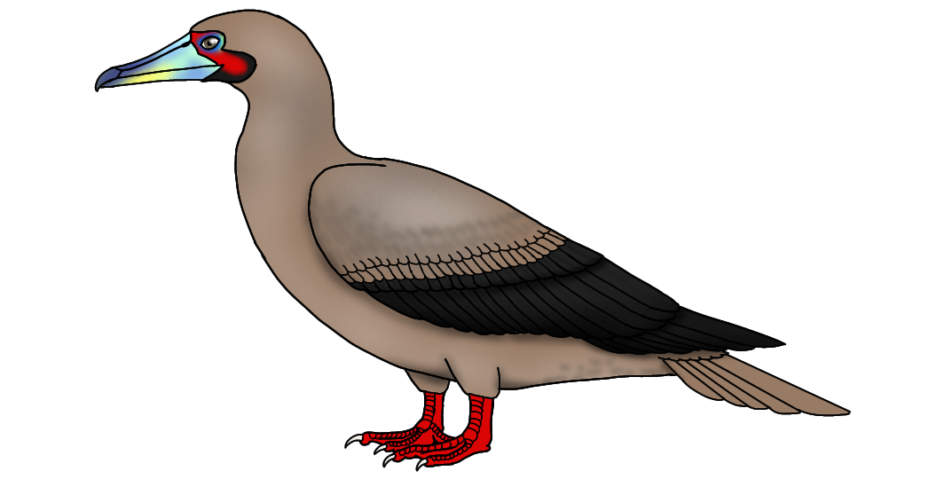 Red-footed Booby brown render - ibisPaint