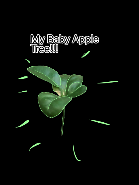My Baby Apple tree!!!!! - ibisPaint