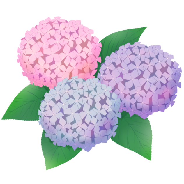 hydrangea - ibisPaint