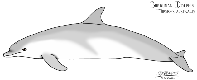 Burrunan Dolphin (2023) refix - ibisPaint