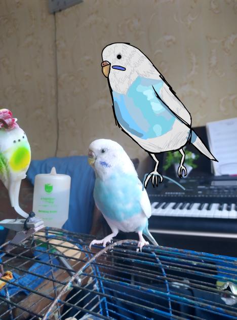 My parrot Krosha - ibisPaint