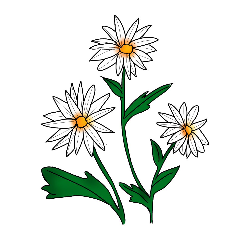 daisy flower - ibisPaint