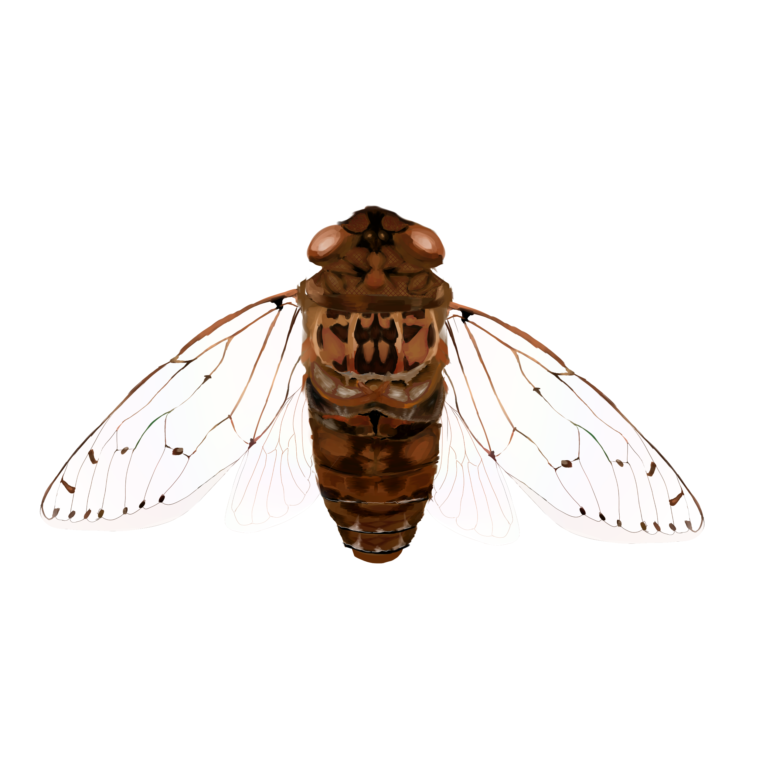 cicada, 蝉 - ibisPaint