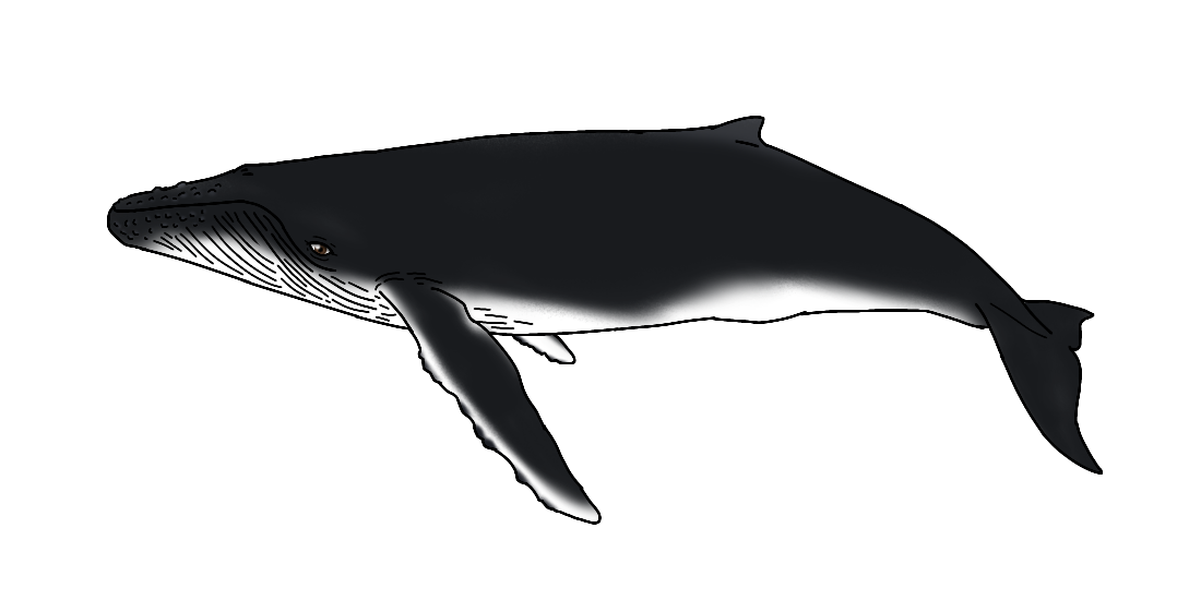 Humpback Whale - ibisPaint
