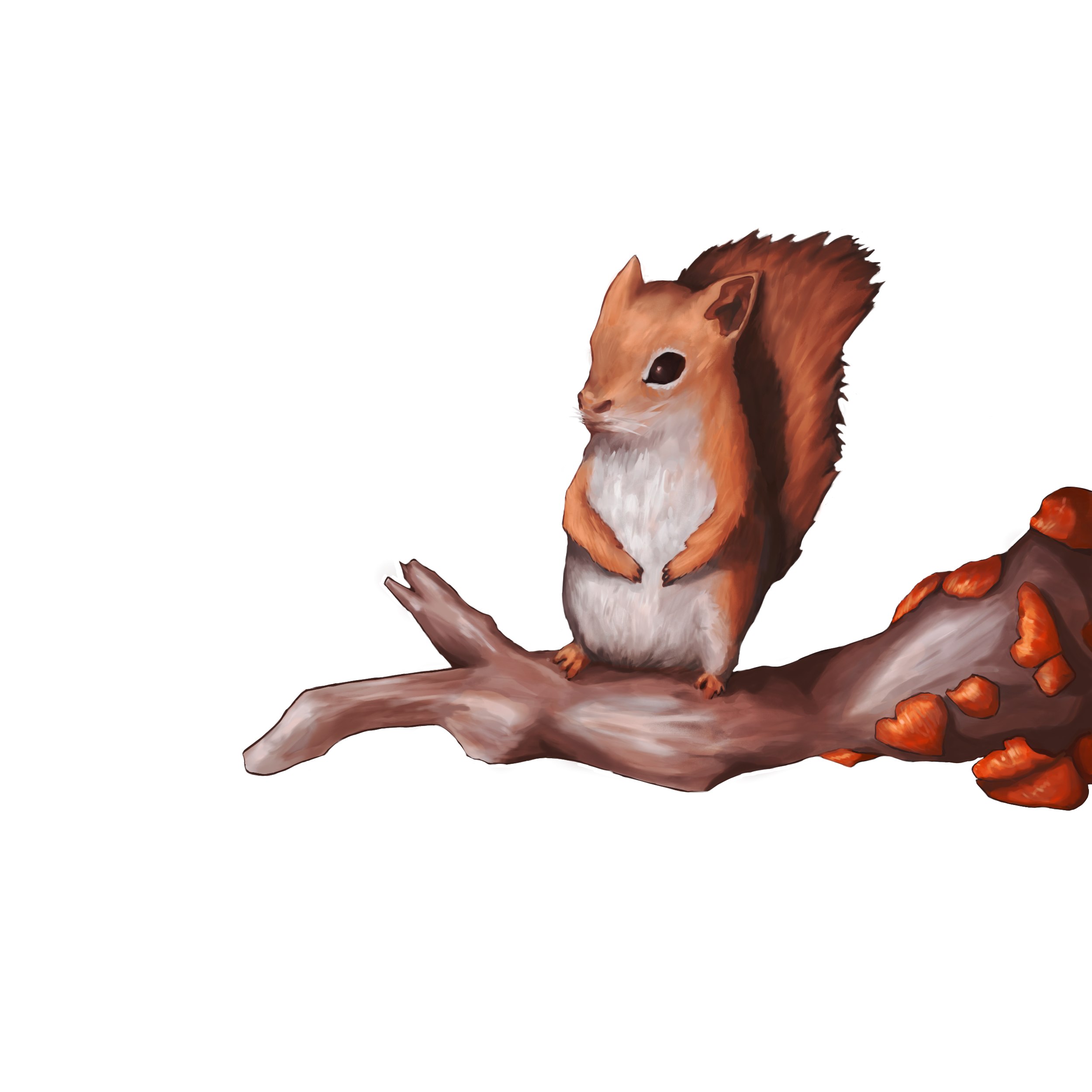 squirrel - ibisPaint