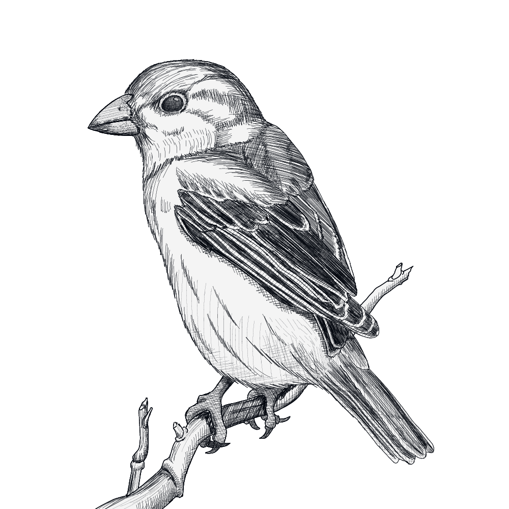 Sparrow Bird - ibisPaint