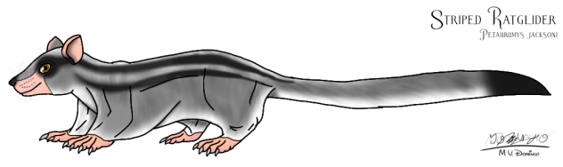 Striped Ratglider - ibisPaint