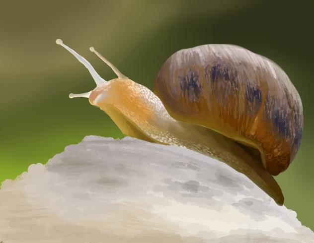snail - ibisPaint