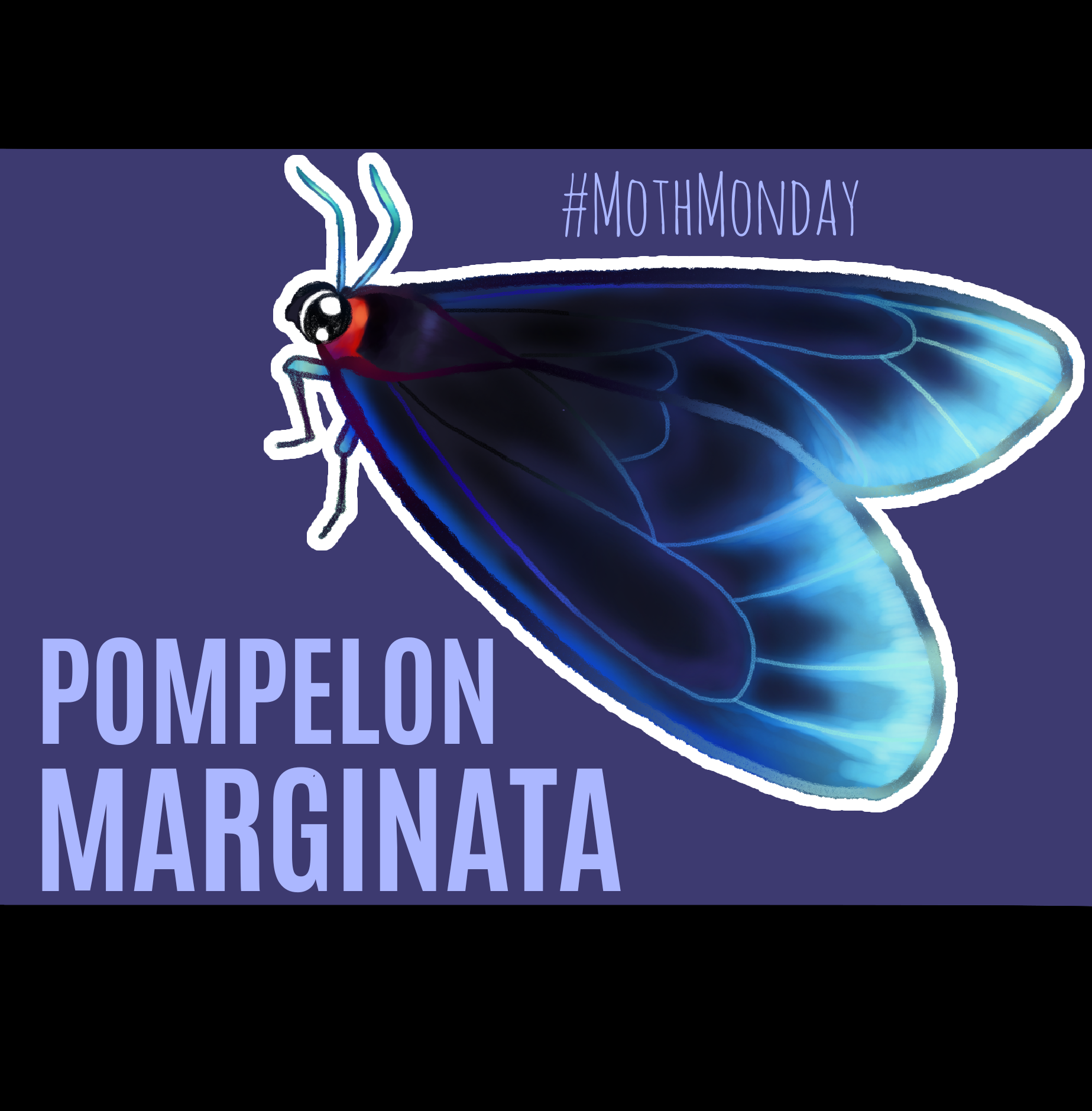 Moth Monday #12 - ibisPaint