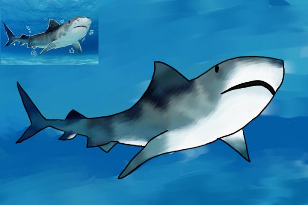 shark 🦈 - ibisPaint