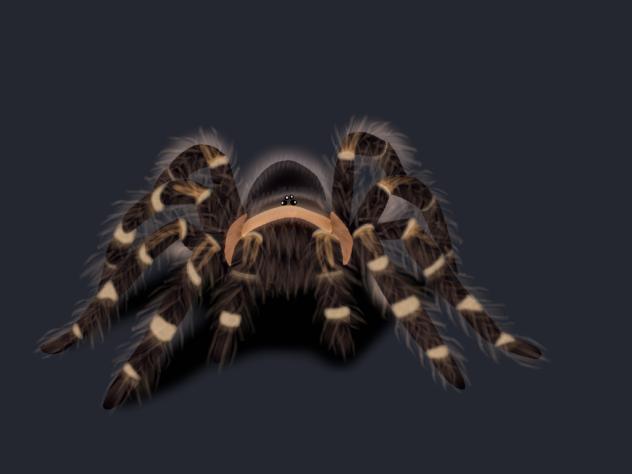 Chaco golden knee tarantula - ibisPaint