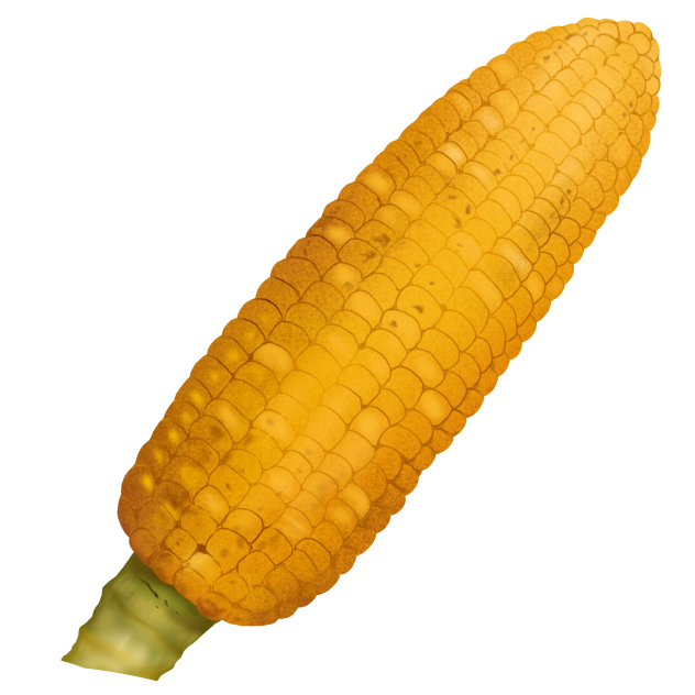 roasted corn - ibisPaint