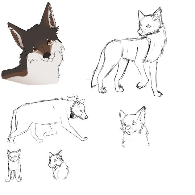 decided to practice with drawing wolves - ibisPaint