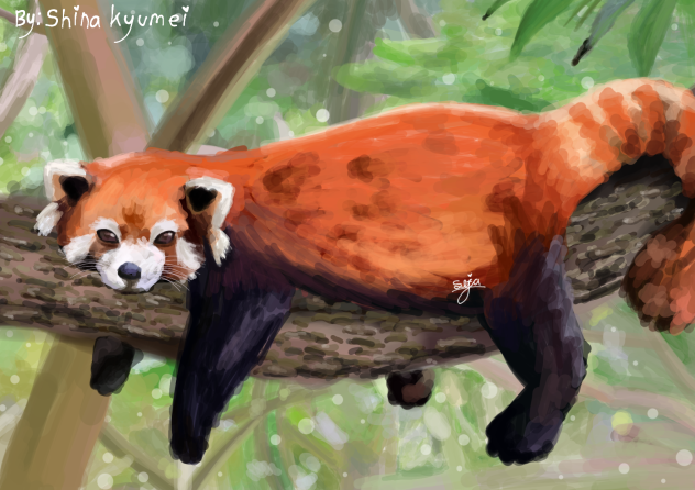 Red Panda - ibisPaint
