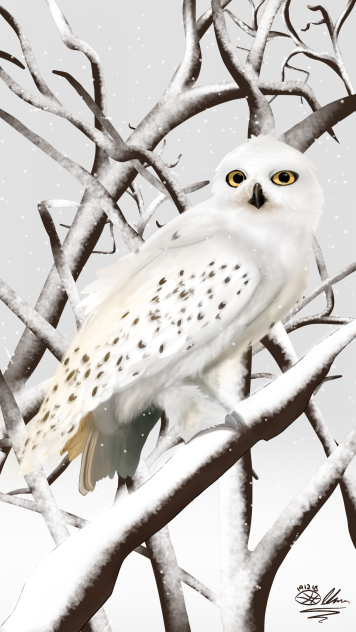 White owl - ibisPaint