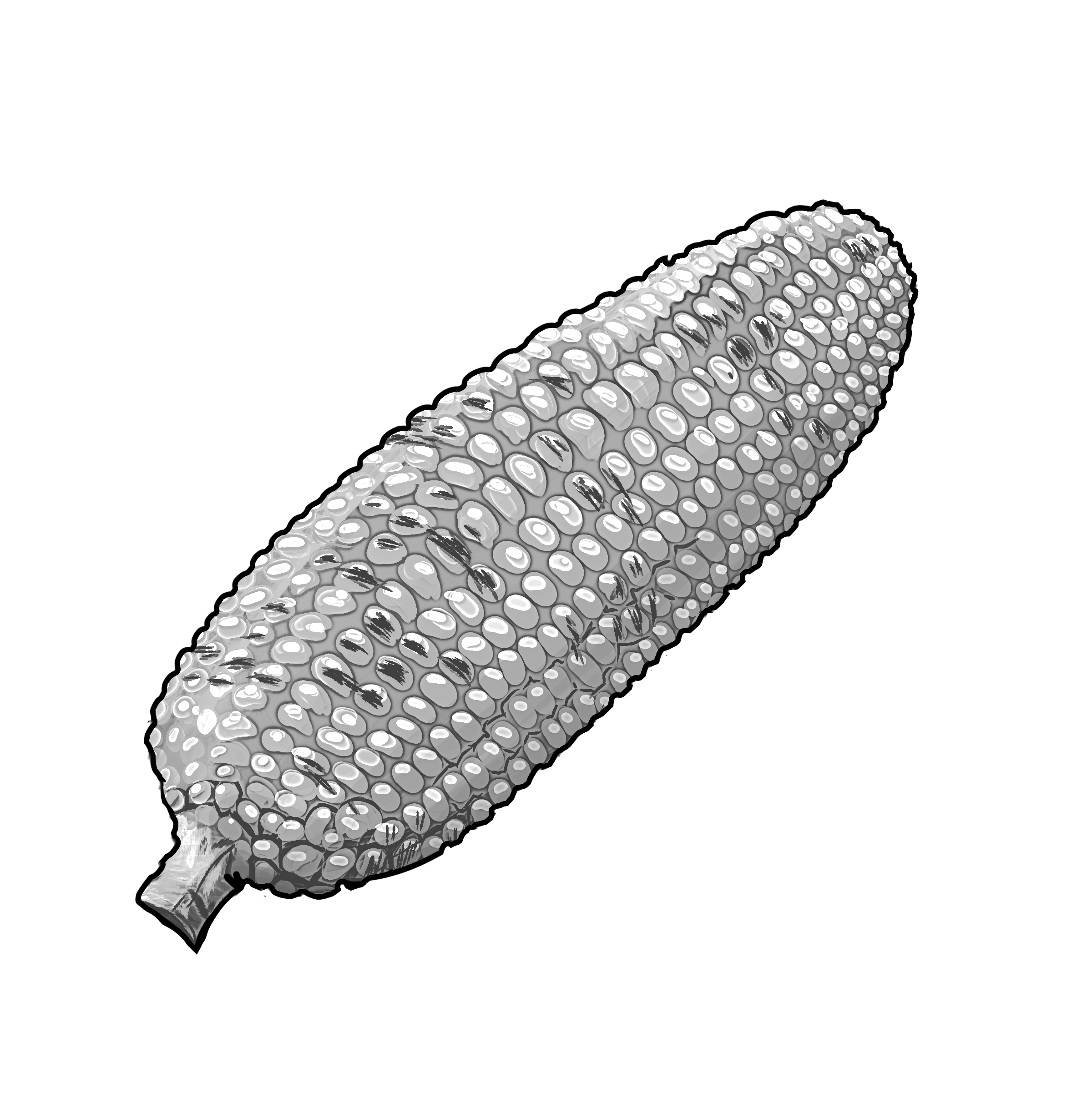 grilled corn 🌽 - ibisPaint