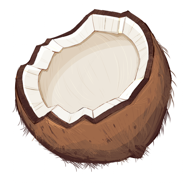 Coconut - ibisPaint