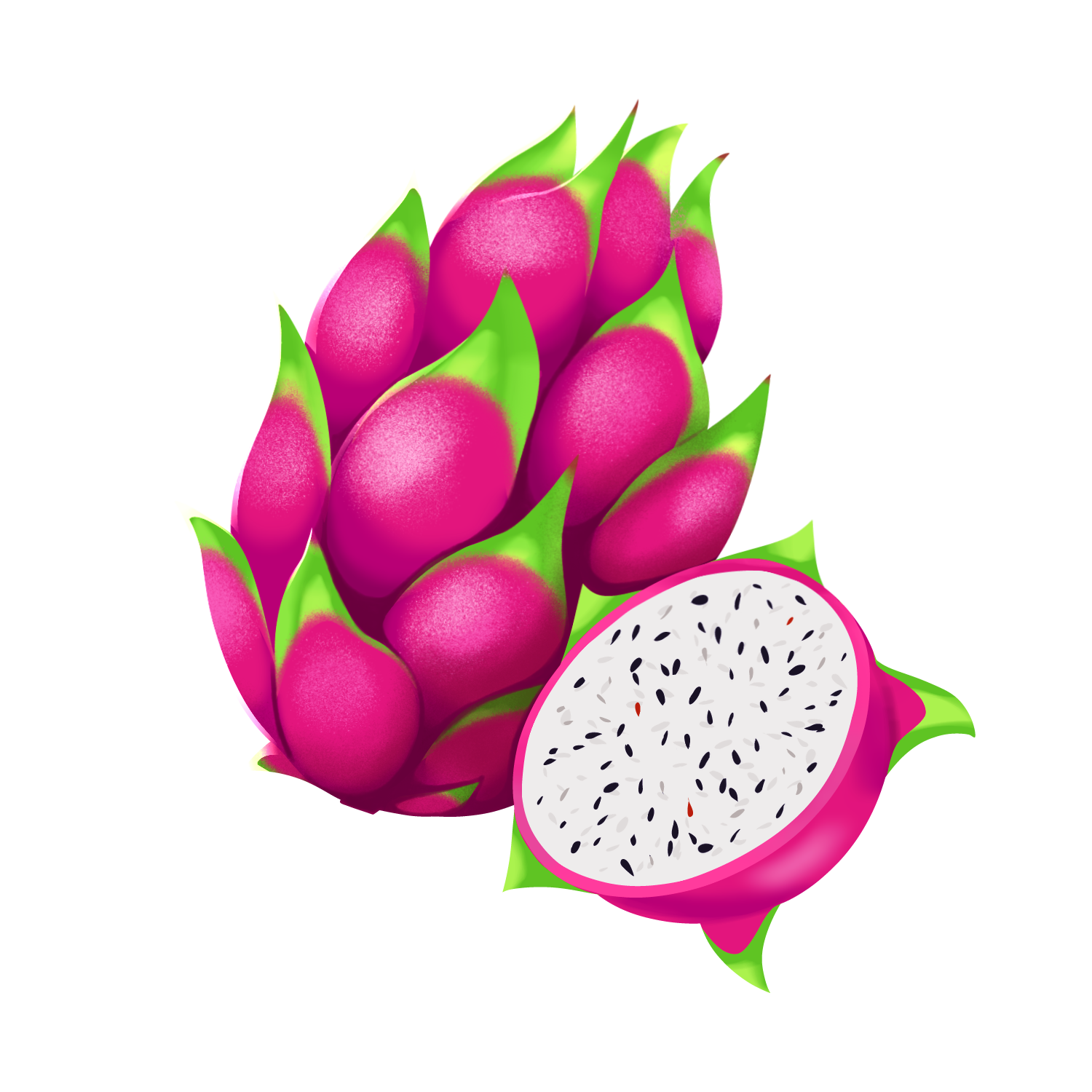 Dragon fruit - ibisPaint