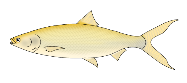 Golden Bangus or Bandeng - ibisPaint