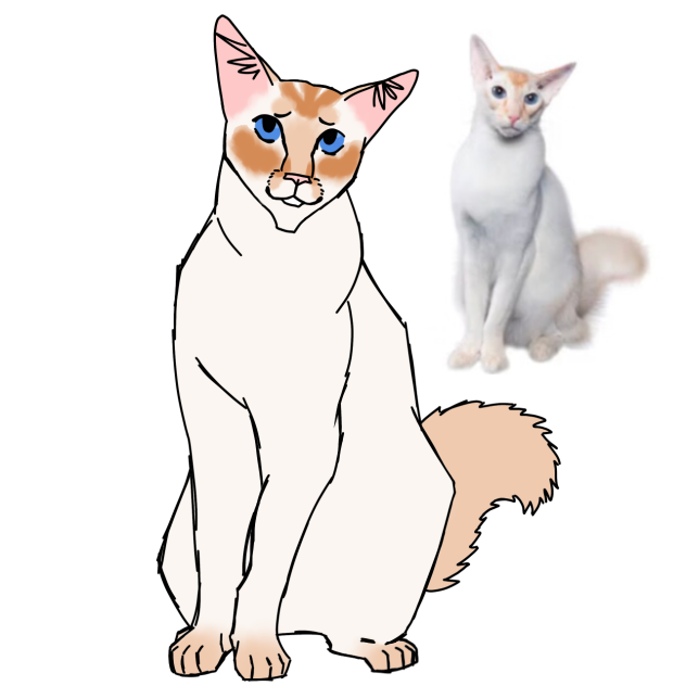 Drawing random cat breeds part 3 - ibisPaint