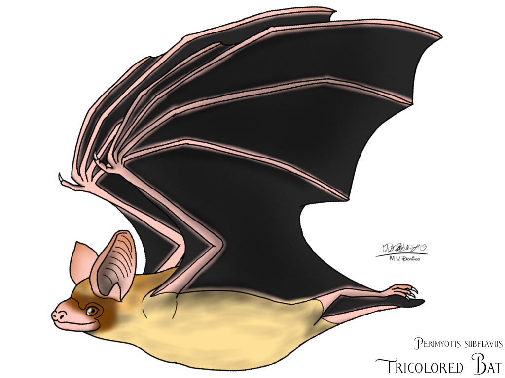 Tricolored Bat - ibisPaint