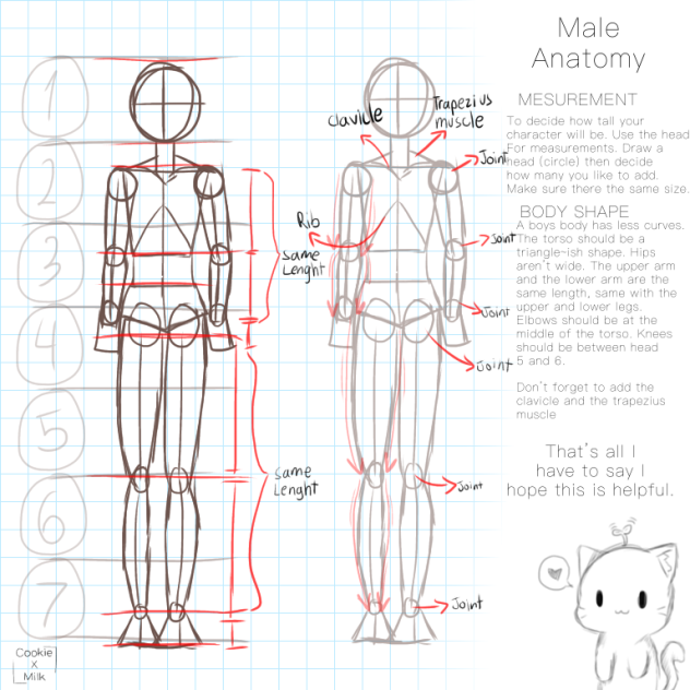 Male Anatomy - ibisPaint