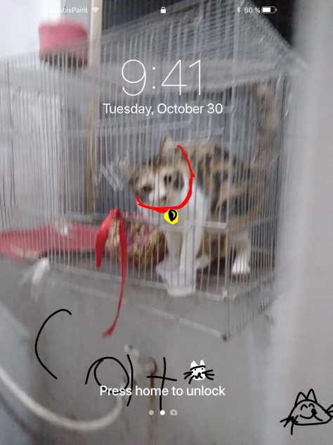 my cat pet - ibisPaint