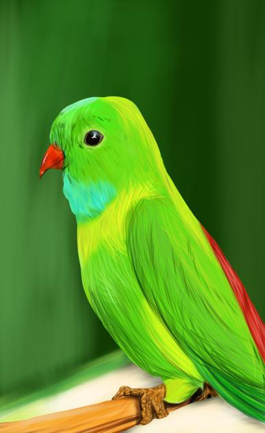 My First Bird Drawing 🐦 - ibisPaint
