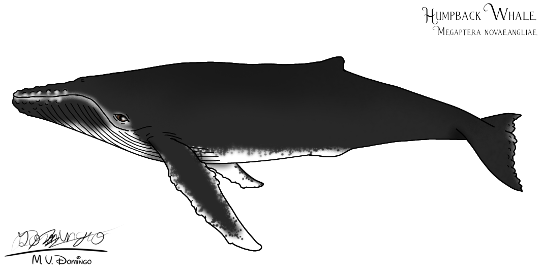 Humpback Whale - Revamped - ibisPaint