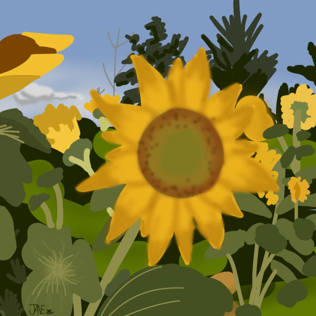 Sunflower - ibisPaint