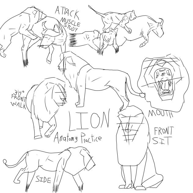 Lion anatomy study sketch - ibisPaint