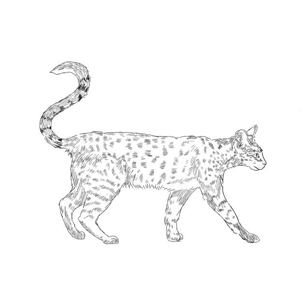 Serval Sketch - ibisPaint