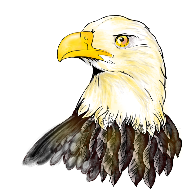 Eagle . - ibisPaint