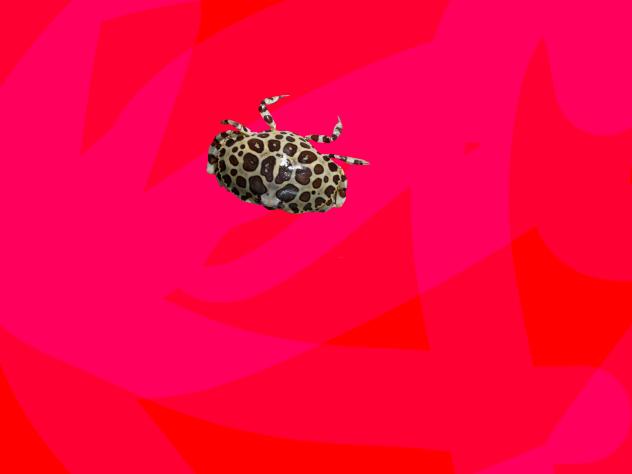 Look at this crab - ibisPaint