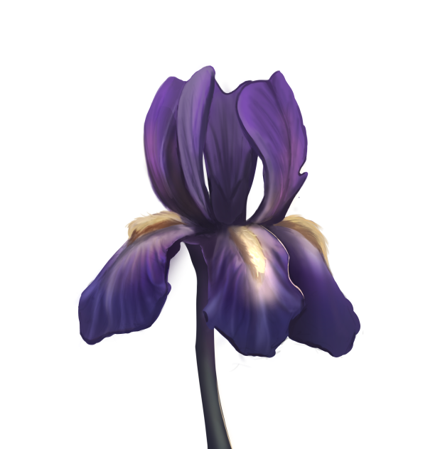 iris - ibisPaint