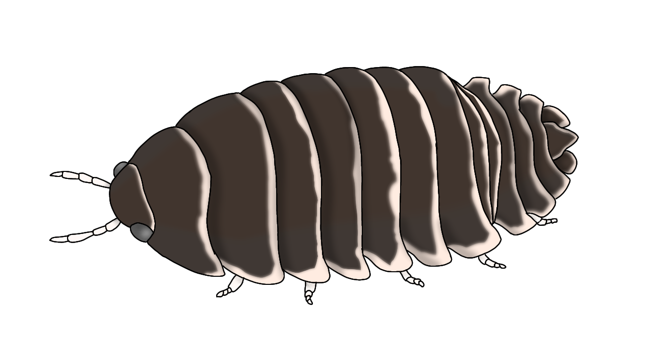 Zebra Isopod choco - ibisPaint